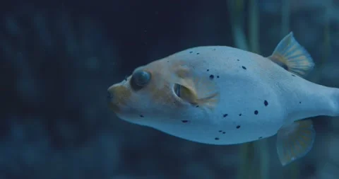 Underwater close up of a fish swimming i... | Stock Video | Pond5