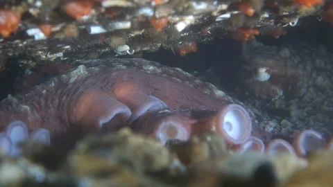 Underwater Close-up: Large Octopus Lying... | Stock Video | Pond5