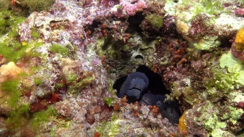 Underwater colourful scene - Two moray e... | Stock Video | Pond5