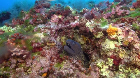 Underwater colourful scene with two mora... | Stock Video | Pond5