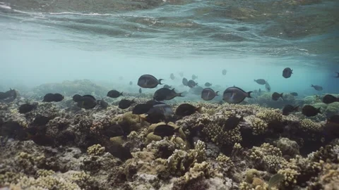 Underwater Storm Stock Video Footage | Royalty Free Underwater Storm ...