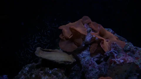 Underwater coral reef fish ocean sea bam... | Stock Video | Pond5