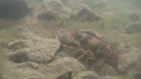Crawfish Stock Videos – Royalty-Free HD & 4K Videos