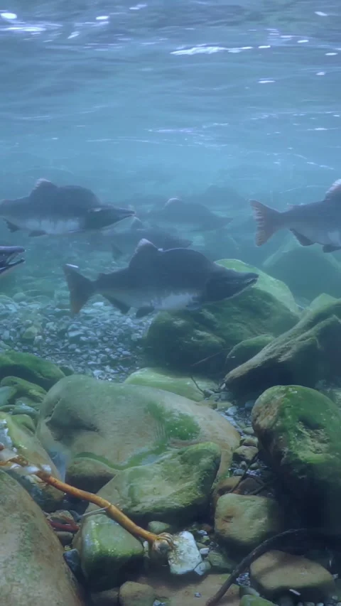 Salmon Dance Stock Footage ~ Royalty Free Stock Videos | Pond5