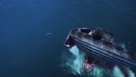 Mosasaurus Stock Videos – Royalty-Free HD & 4K Videos | Pond5