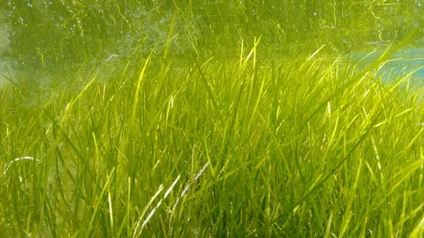 Eelgrass Stock Video Footage | Royalty Free Eelgrass Videos | Pond5
