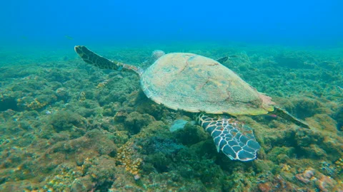 UNDERWATER: Endangered Hawksbill sea tur... | Stock Video | Pond5