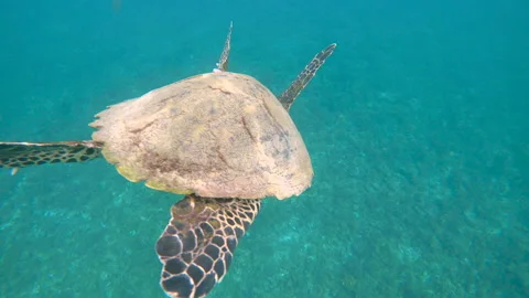 UNDERWATER: Endangered Hawksbill sea tur... | Stock Video | Pond5