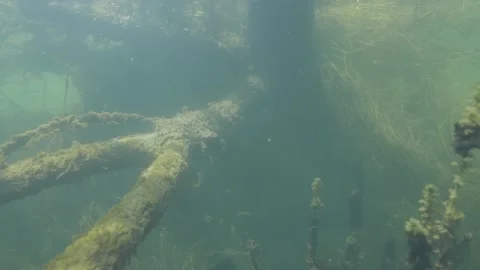 underwater environment with sunken tree ... | Stock Video | Pond5