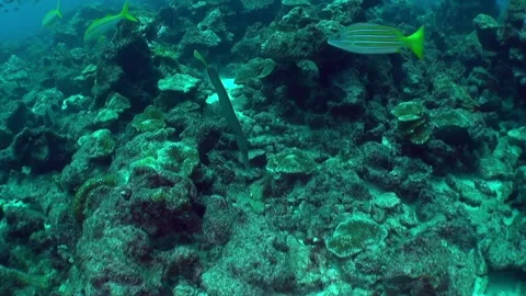 Underwater, fish in Isla del Coco are tr... | Stock Video | Pond5