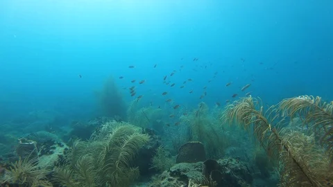 Underwater footage of coral reef with tr... | Stock Video | Pond5