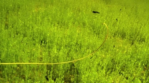 Underwater footage of Horsehair worm (Ne... | Stock Video | Pond5