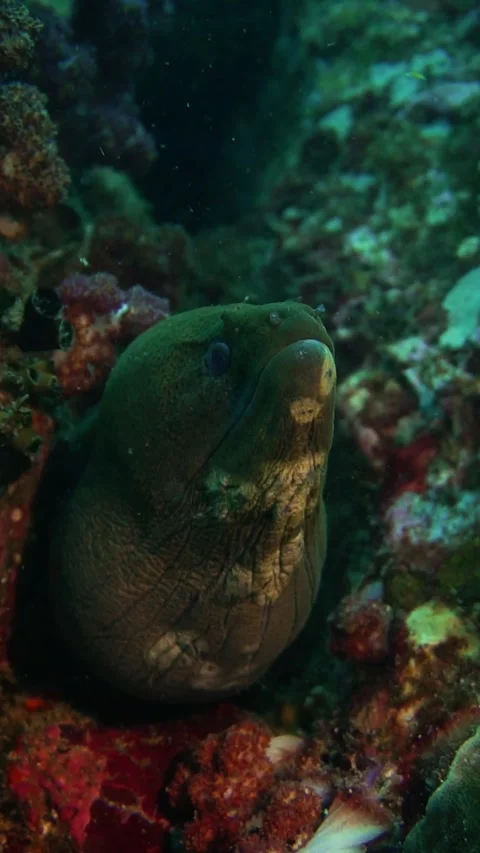 Underwater footage of moray reel close u... | Stock Video | Pond5