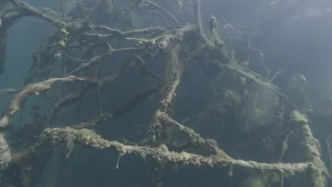 underwater forest with abstract sunlit t... | Stock Video | Pond5