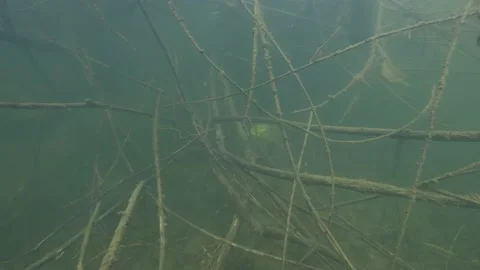 underwater forest of sunken tree branche... | Stock Video | Pond5