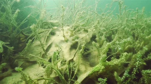 Silt Stock Footage ~ Royalty Free Stock Videos | Pond5