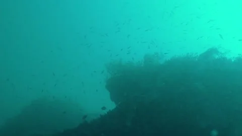 underwater frame, fish, reef, algae, sea | Stock Video | Pond5