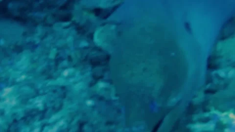 underwater frame with maldives, scuba di... | Stock Video | Pond5