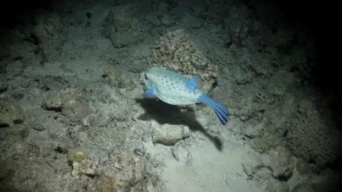 In underwater habitat, puffer fish is un... | Stock Video | Pond5