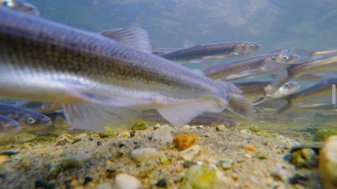 Oulachon Stock Video Footage | Royalty Free Oulachon Videos | Pond5