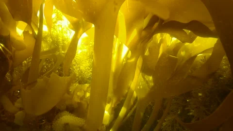 Underwater inside kelp forest Atlantic o... | Stock Video | Pond5