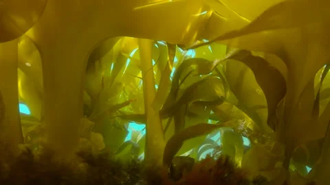 Underwater inside kelp forest in the oce... | Stock Video | Pond5