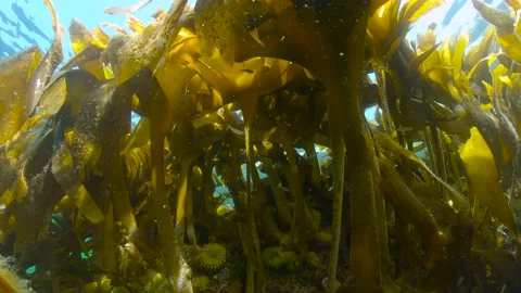 Underwater kelp forest in the ocean alga... | Stock Video | Pond5