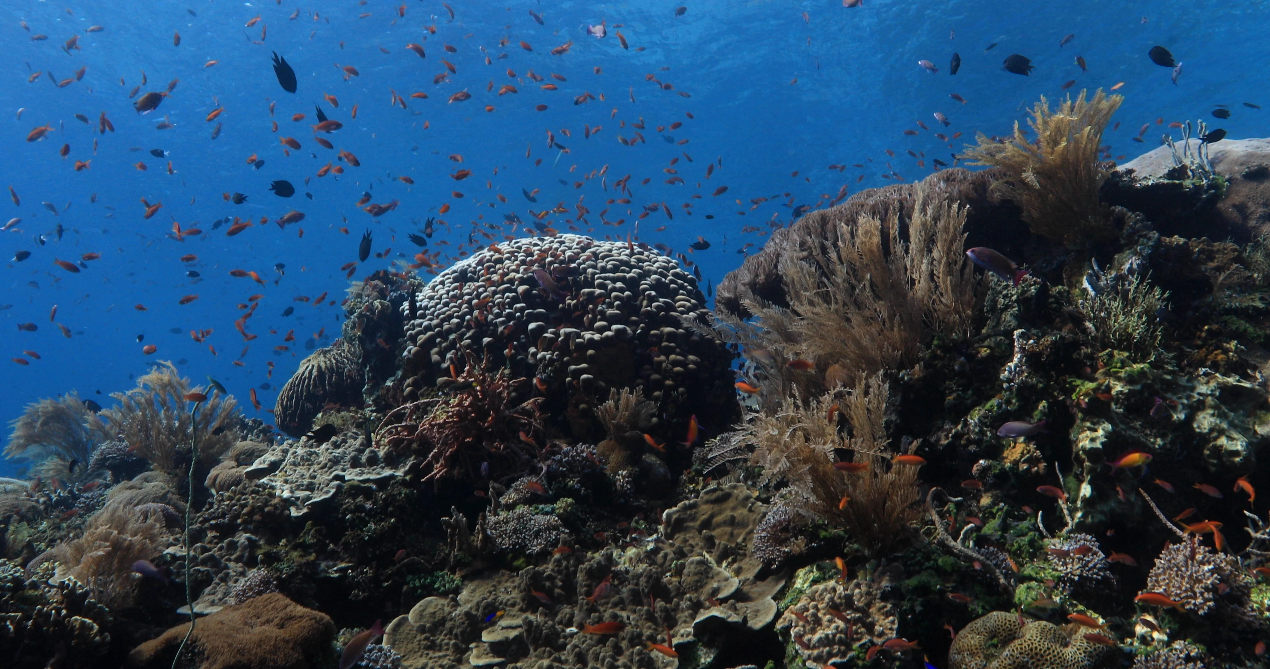 Underwater Scenery With Fish