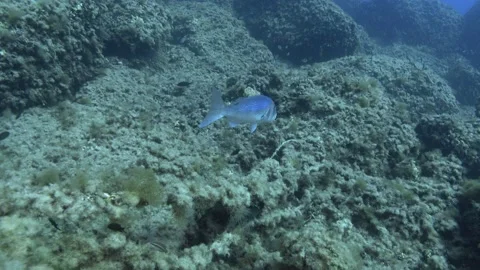 Underwater landscape - Little reef fish | Stock Video | Pond5