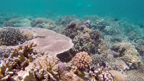 Underwater landscape with submarine life... | Stock Video | Pond5