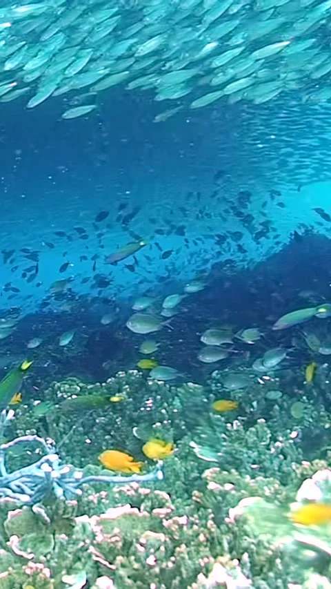 Underwater marvel of sardines dancing in... | Stock Video | Pond5