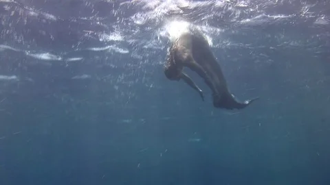 Swim Buzzer Stock Videos – Royalty-Free HD & 4K Videos