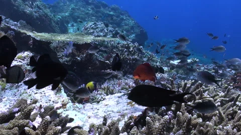 Underwater ocean of Bali is treasure tro... | Stock Video | Pond5