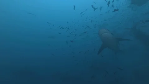 Underwater ocean scenery, a lot of shark... | Stock Video | Pond5