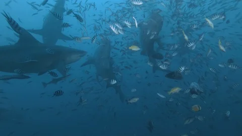 Underwater ocean scenery, a lot of shark... | Stock Video | Pond5