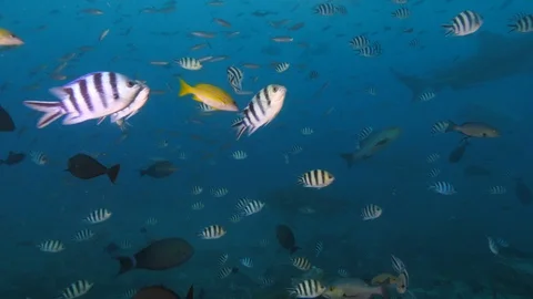 Underwater ocean scenery, a lot of shark... | Stock Video | Pond5