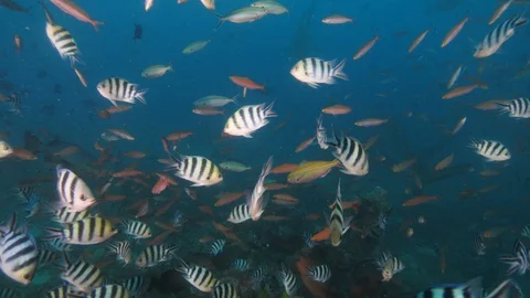 Underwater ocean scenery, a lot of shark... | Stock Video | Pond5