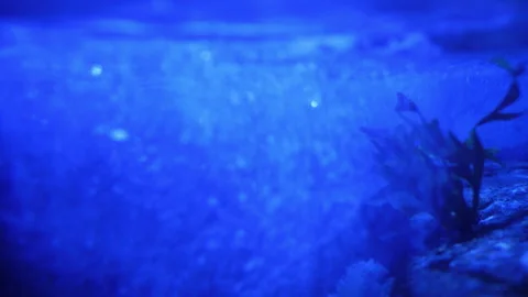 Underwater Ocean Night Stock Footage ~ Royalty Free Stock Videos | Page 3