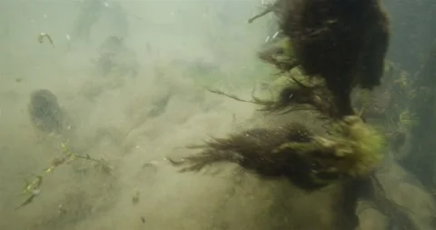 Underwater Mud Stock Footage ~ Royalty Free Stock Videos | Pond5