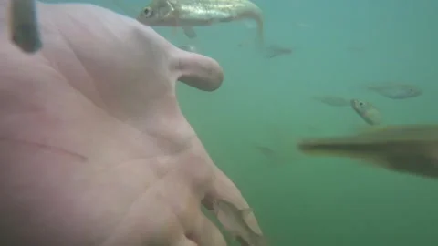 Hand Underwater Stock Video Footage | Royalty Free Hand Underwater ...