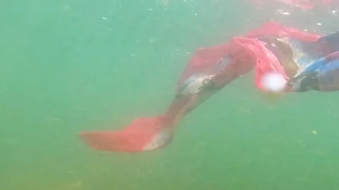 Underwater Photography C Stock Videos – Royalty-Free HD & 4K Videos ...