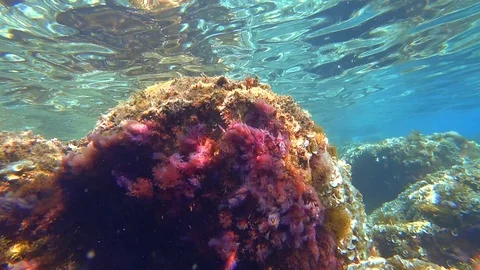 Underwater pink plants and a few fish | Stock Video | Pond5