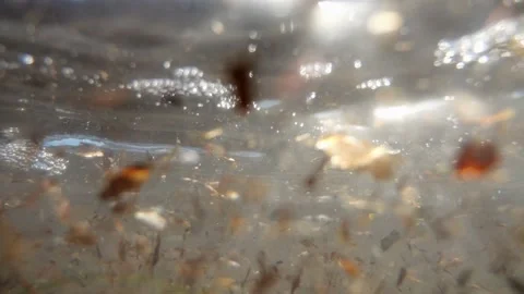 Underwater Particles Stock Video Footage | Royalty Free Underwater ...