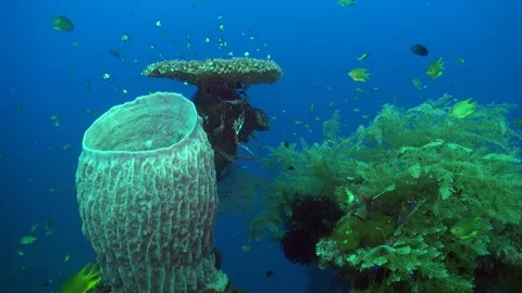 Underwater polyps in marine ecosystem in... | Stock Video | Pond5
