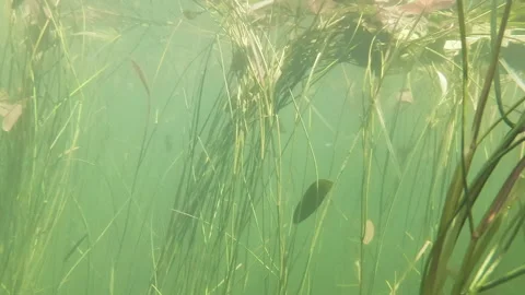 Pond Underwater Background Stock Video Footage | Royalty Free Pond ...