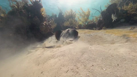 Underwater, pov, a huge manta ray swims ... | Stock Video | Pond5