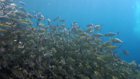 In underwater realm of Bali, school of f... | Stock Video | Pond5