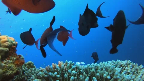 Redtooth Triggerfish Stock Footage ~ Royalty Free Stock Videos | Pond5