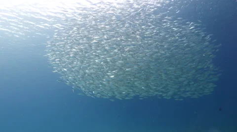 Underwater - Reef - Bait Ball - Fish Sch... | Stock Video | Pond5