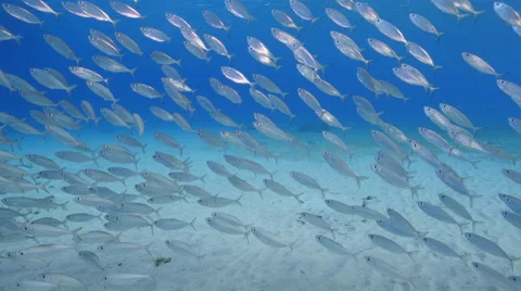 Underwater - Reef - Bait Ball - Fish Sch... | Stock Video | Pond5